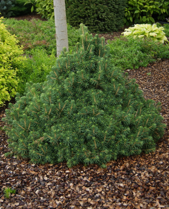 Ель обыкновенная `Томпа`, Picea abies `Tompa` | СадПарад